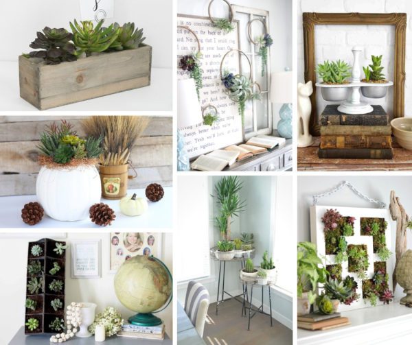 Rustic Succulent Decor Ideas | My Nourished Home