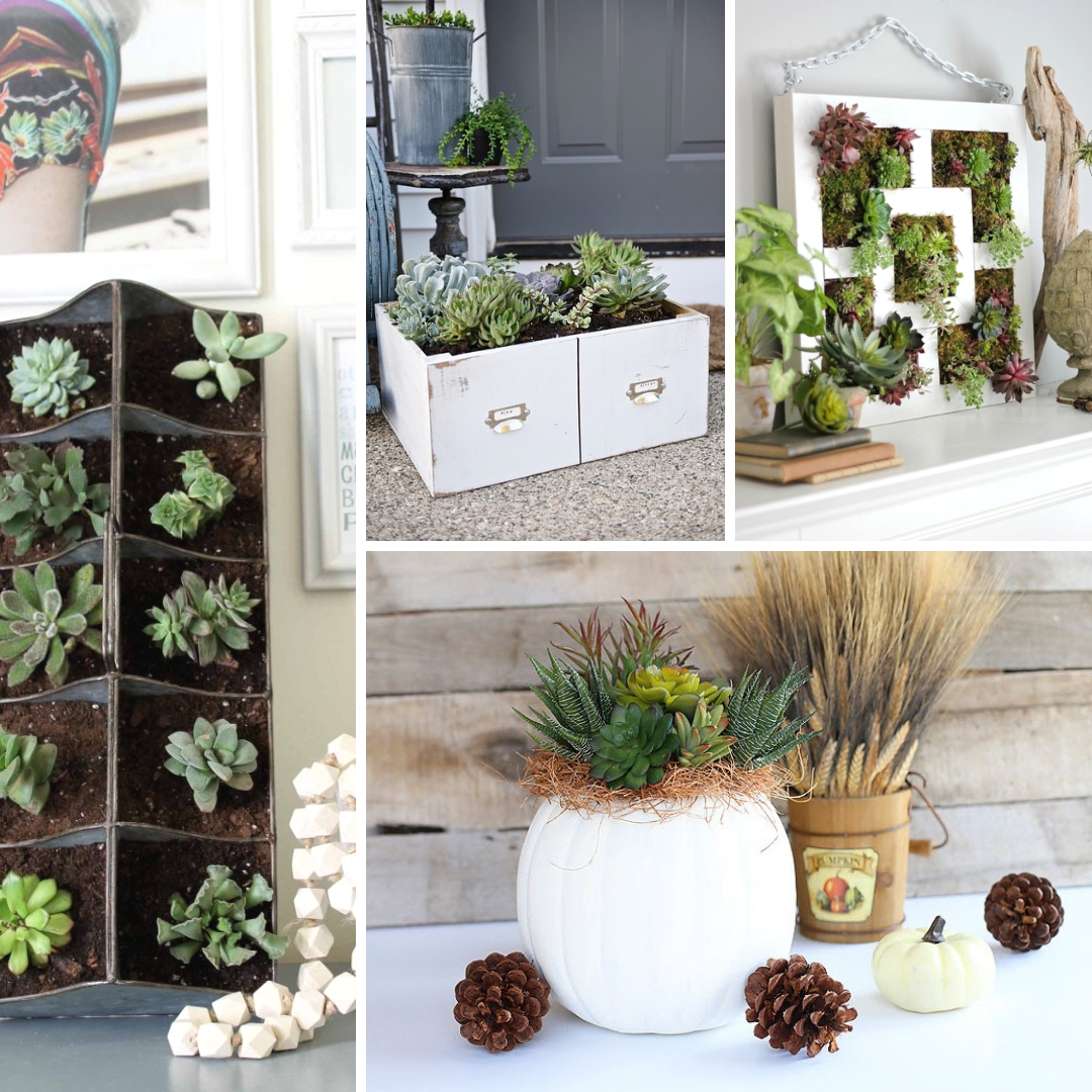 Rustic Succulent Decor Ideas | My Nourished Home